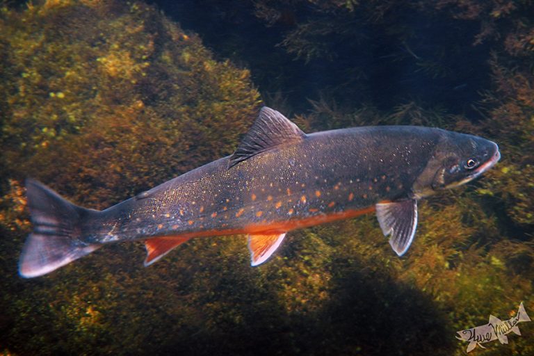 Arktischer Saibling – Arctic Char